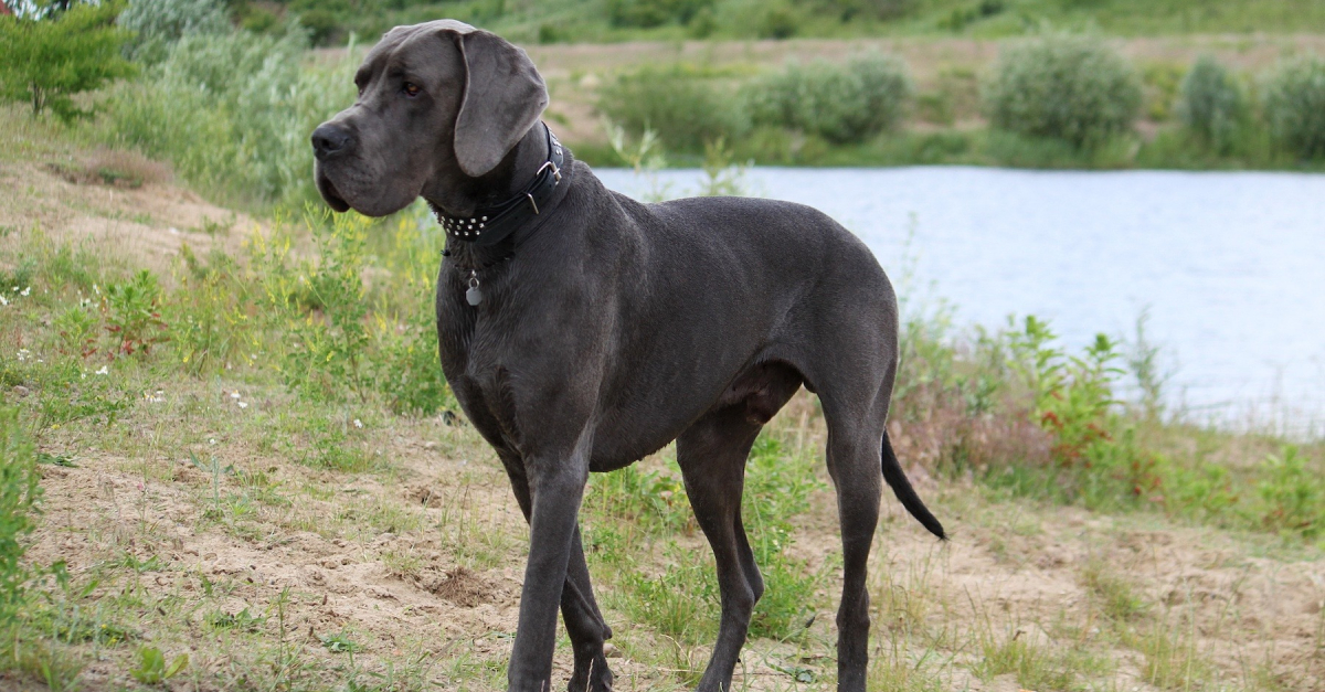 Dogue Allemand bleu : caractéristiques et photos
