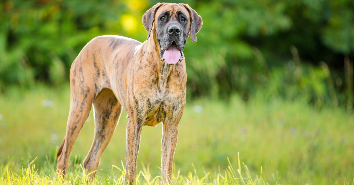 Dogue Allemand bringé : caractéristiques et photos