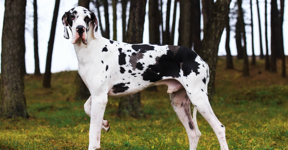 Dogue Allemand arlequin : caractéristiques et photos